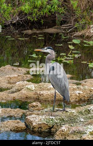 Great blue heron wading along the coast of Little Cayman Island while ...
