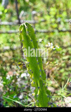 tropical cacti in South-East Asia in Thailand Stock Photo - Alamy