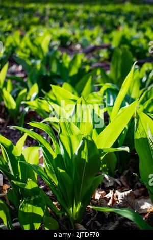 Wild Garlic plants growing in woodlands, Ayrshire, Scotland, UK. Plant ...