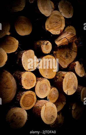 Tree rings seen in cut timber logs Stock Photo - Alamy