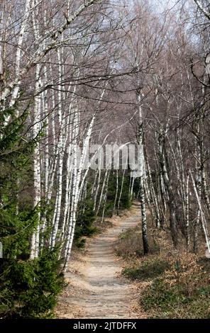 Tree rings seen in cut timber logs Stock Photo - Alamy