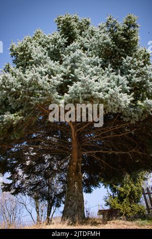 Single Pine tree that is green Stock Photo - Alamy