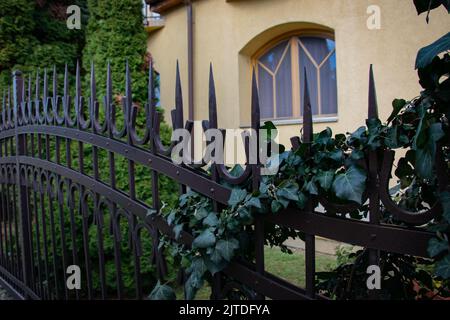 Ornate metal railings with Ivy growing Stock Photo - Alamy