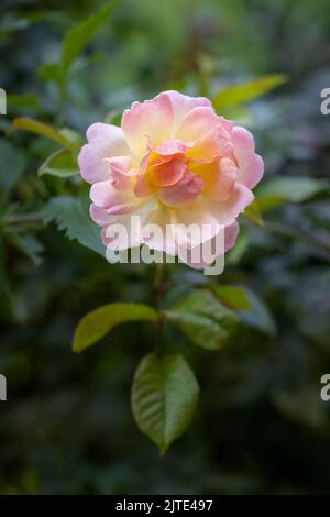 Close up of a beautiful rambling rose called The Lady of the Lake Rosa ...