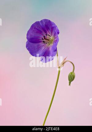 A beautiful deep purple wild Geranium, also known as Cranesbill ...