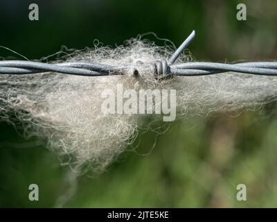 Sheep wool spotted being snagged on a barbed wire whilst out walking in ...