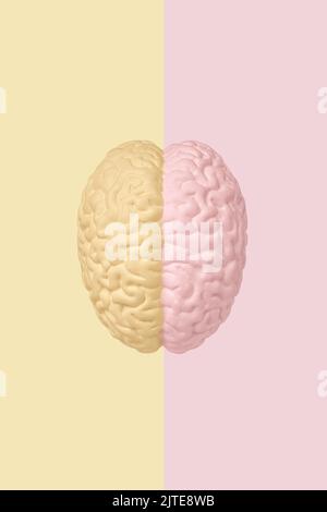 Human brain anatomical model closeup Stock Photo - Alamy