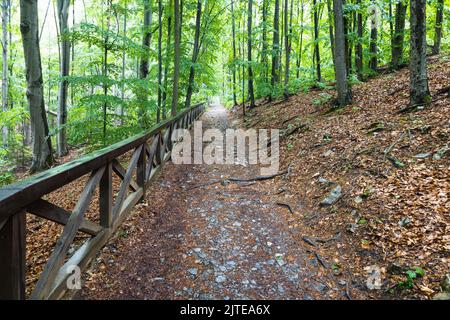 Path in the forest near Punkva caves in the Moravian Karst, Czech ...