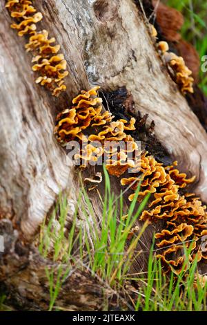 Rusty gill polypore Stock Photo - Alamy