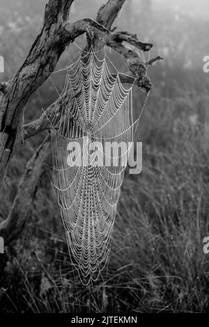 spider web against sunrise in swamp with fog, spider web trap, spider ...