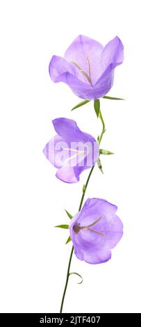 Peach leaf bellflower isolated on white Stock Photo - Alamy
