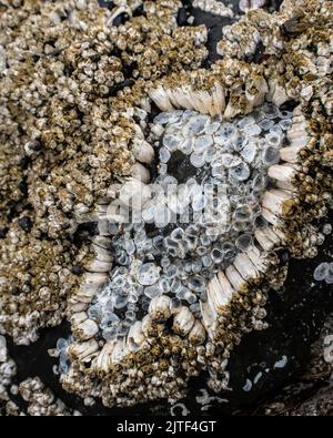 coastal sea growth will close-up details of barnacles lichen Stock ...