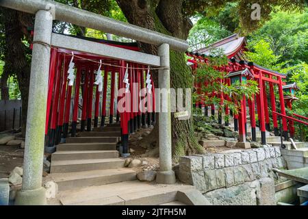 Torii gates at the Nogi-jinja Shrine, in Nogizaka, Akasaka, Tokyo ...