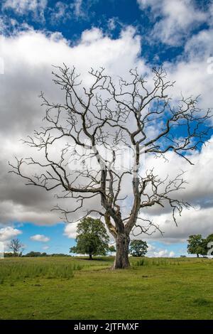 Dead elm trees in the landscape, Fyvie Castle, Aberdeenshire, Scotland ...