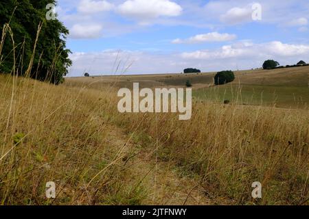 Calcareous grassland on Salisbury Plain, adjacent to the Imber Ranges ...