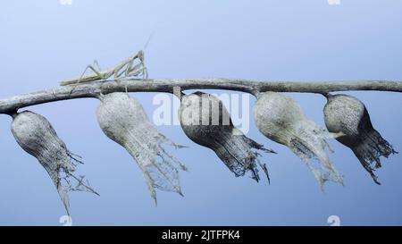 Small praying mantis sits on Henbane dry flowers and looks at on camera ...