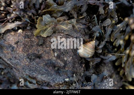 common periwinkle, common winkle, edible winkle (Littorina littorea ...