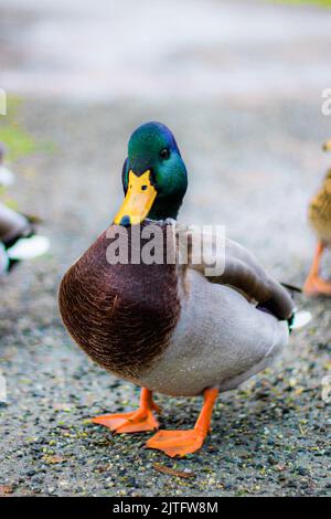Vertical shot of a cute male mallard duck standing on a log in a bright ...