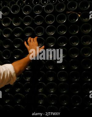 Consell, Spain. 30th Aug, 2022. Sorted grapes are loaded into a garbage ...