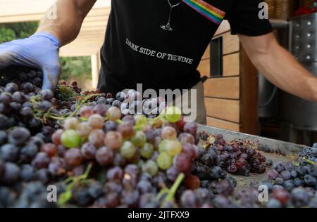 Consell, Spain. 30th Aug, 2022. Sylvia Ottmann, employee of the Ribas ...