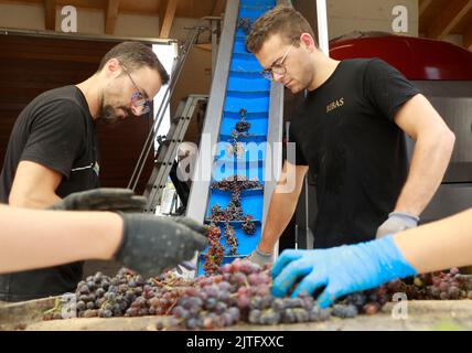 Consell, Spain. 30th Aug, 2022. Sylvia Ottmann, employee of the Ribas ...