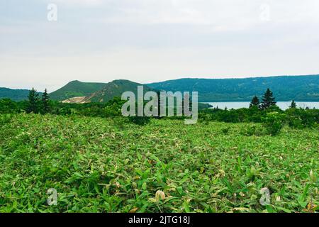 thickets of sasa bamboo and dwarf pines on Kunashir island, natural ...