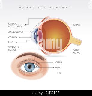 Human eye anatomy in front view Stock Vector Image & Art - Alamy