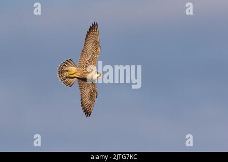 Peregrine Falcon - Falco peregrinus (juv) in flight, with copy space ...