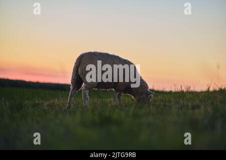 A cute horse and a herd of sheep grazing grass at a farm on a sunny day ...