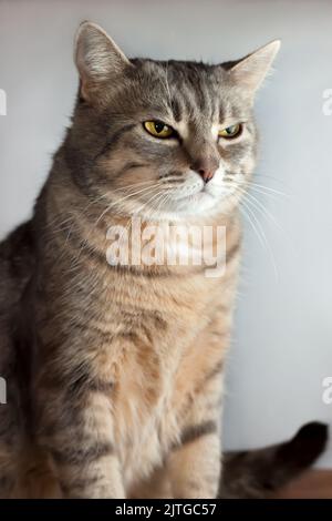 Portrait of gray shorthair domestic tabby cat in front of gray background. Selective focus Stock ...