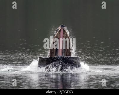 Humpback whale, Megaptera novaeangliae, bubblenet feeding in the waters ...