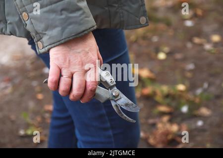 Defocus gardening scissors. Female hand holding gardening scissors ...