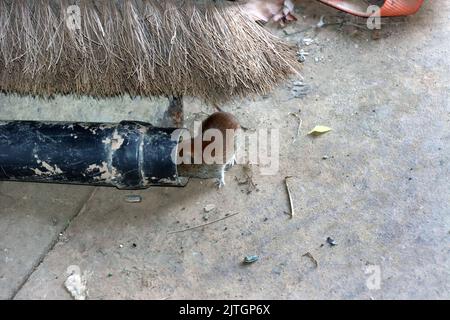 House mouse (Mus musculus) - inspects a live trap Stock Photo - Alamy
