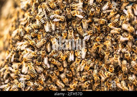 A large number of insects are honey bees. Texture Stock Photo - Alamy