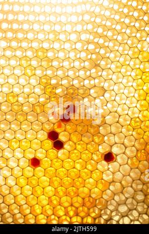 Honeycombs are built without human intervention. Abstract natural ...