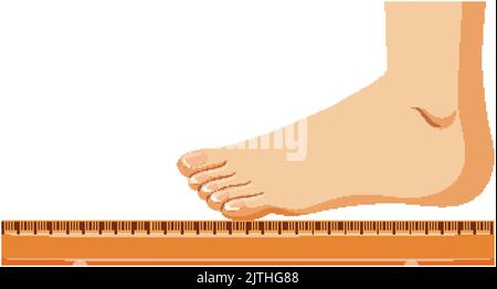Measuring foot size vector illustration Stock Vector Image & Art - Alamy