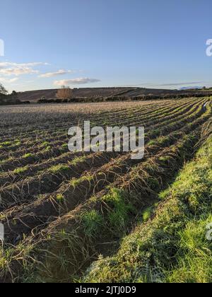 A field with furrows in which potatoes grow, an agricultural field ...