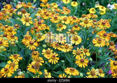 Helenium autumnale ‘Salud Yellow’ sneezeweed Yellow – yellow flowers ...