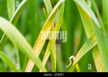 Leek Rust (Puccinia porri or Puccinia allii) on garlic (Allium sativum ...