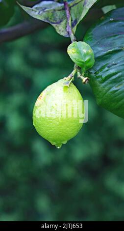 Lemon tree in a garden in Gijón, Principality of Asturias, Asturias ...