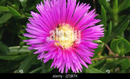 Flowers of various colors in Catalunya, Spain, Europe Stock Photo - Alamy