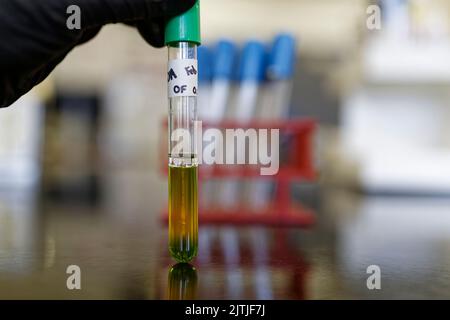 Fermentation-Oxidization test for bacterial identification showing ...