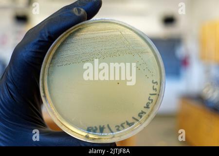 Salmonella growing on bismuth sulphite agar produces black colonies ...