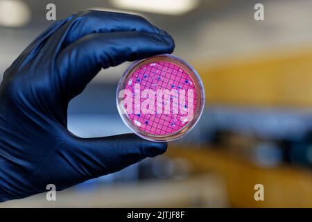 Escherichia coli colonies growing on an agar plate Stock Photo - Alamy