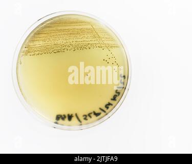 Salmonella growing on bismuth sulphite agar produces black colonies ...