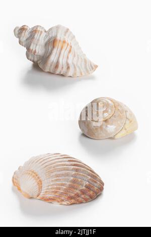 Collection of shea shells against white background with copy space ...