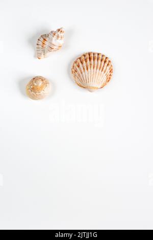 Collection of shea shells against white background with copy space ...
