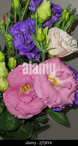 Bouquet of multi-colored eustoma. Pink and lilac with white flowers on ...