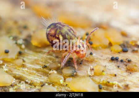 Globular Springtail (Dicyrtomina minuta) forma ornata Stock Photo - Alamy