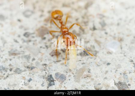 Golden Fire Ant (Solenopsis aurea Stock Photo - Alamy